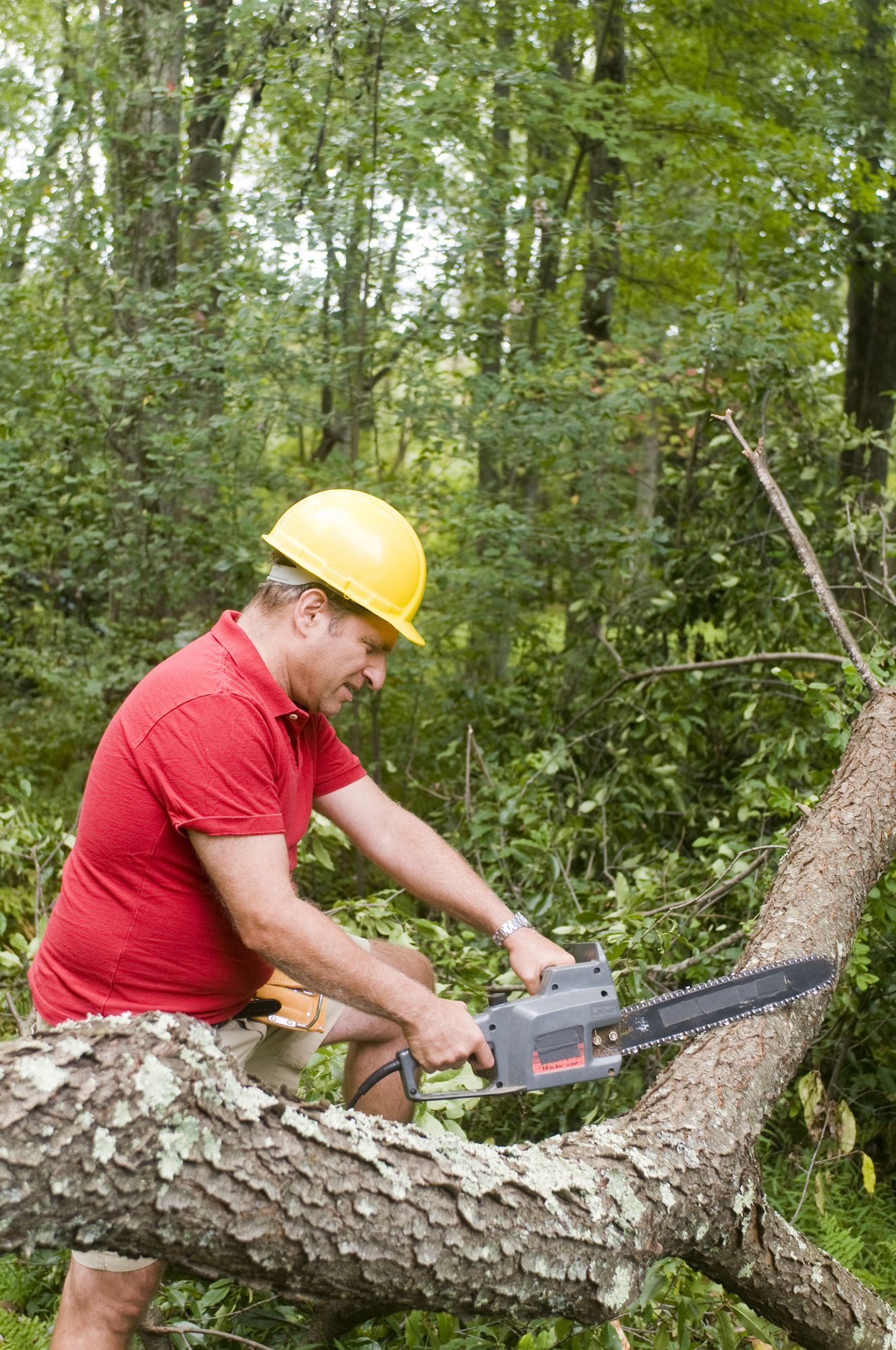 Tree Trimming: Benefits and Hiring Tips for Contractor Selection – Tree ...